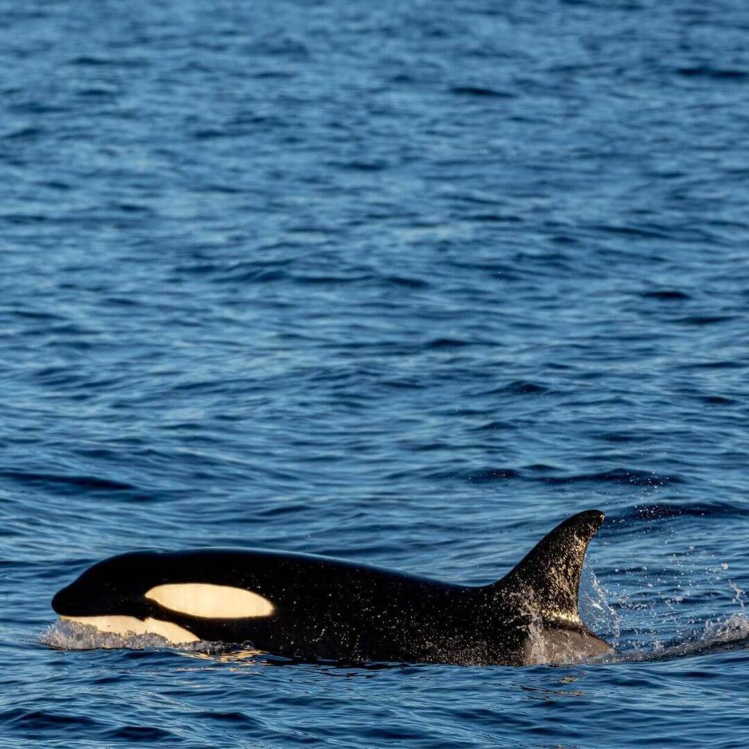 Orcas in the Atlantic Ocean - Distribution & Facts | Atlantic Whales