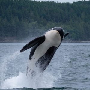 Orcas in the Atlantic Ocean - Distribution & Facts | Atlantic Whales