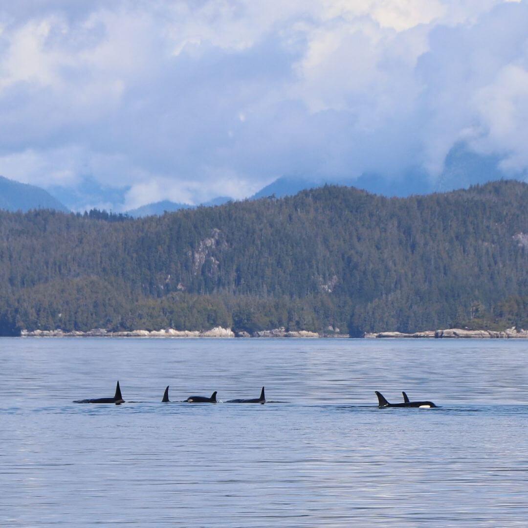 Orcas in the Atlantic Ocean - Distribution & Facts | Atlantic Whales