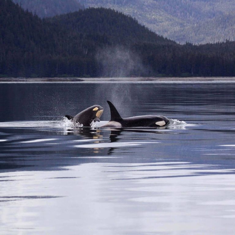Orcas in the Atlantic Ocean - Distribution & Facts | Atlantic Whales