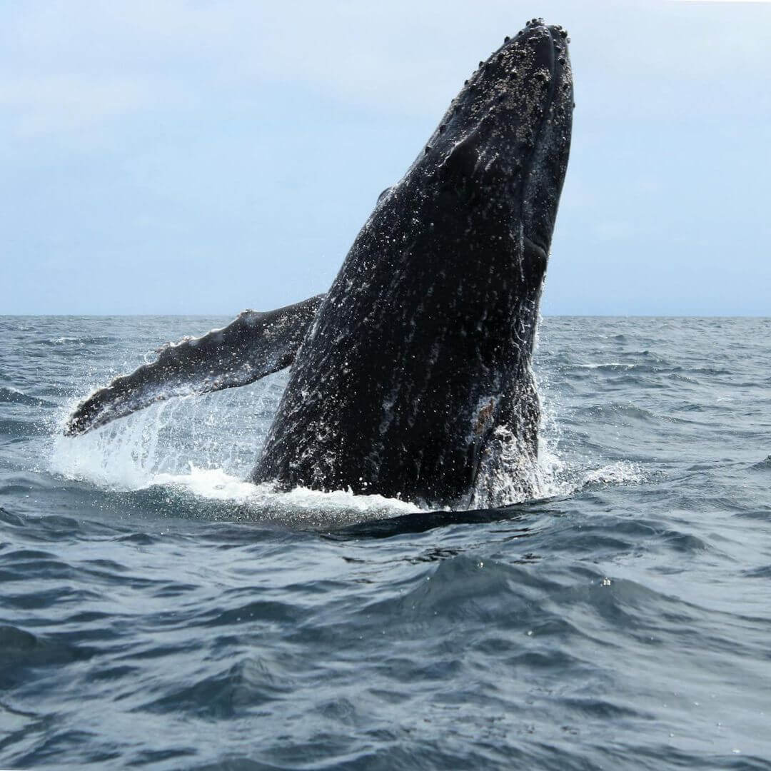 Complete Cape Cod Whale Watching Guide [2025 Edition]