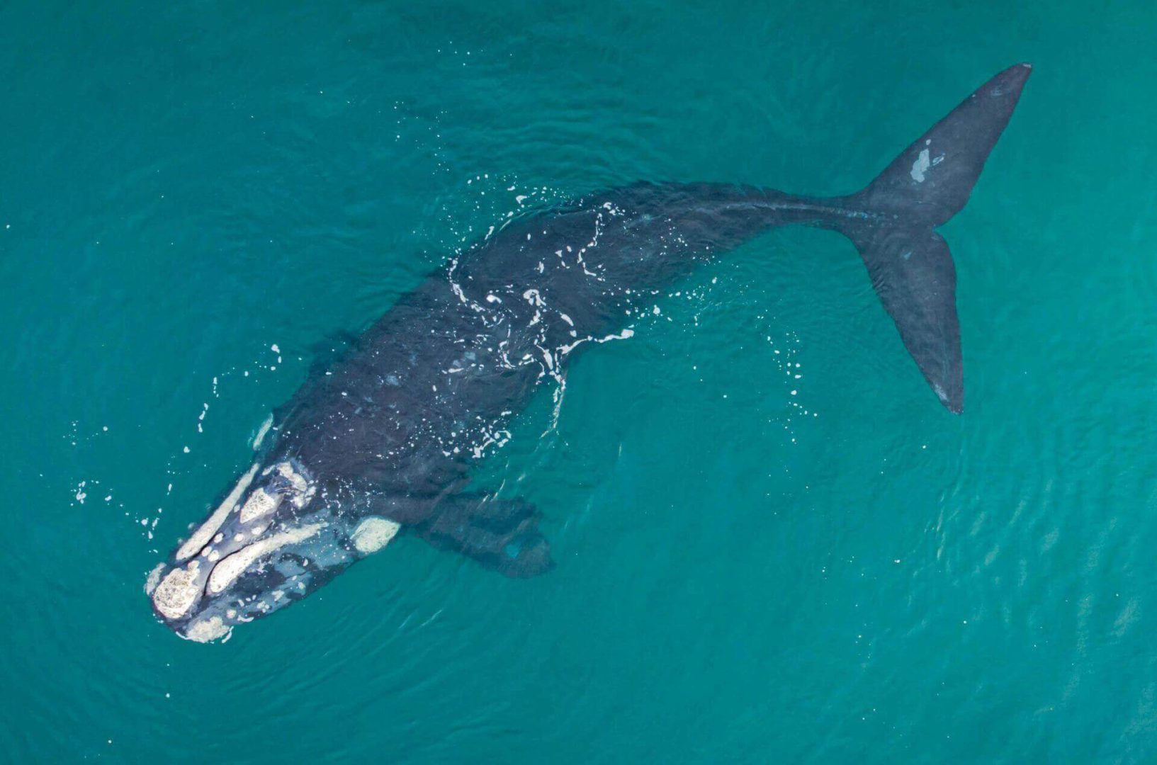 North Atlantic Right Whale